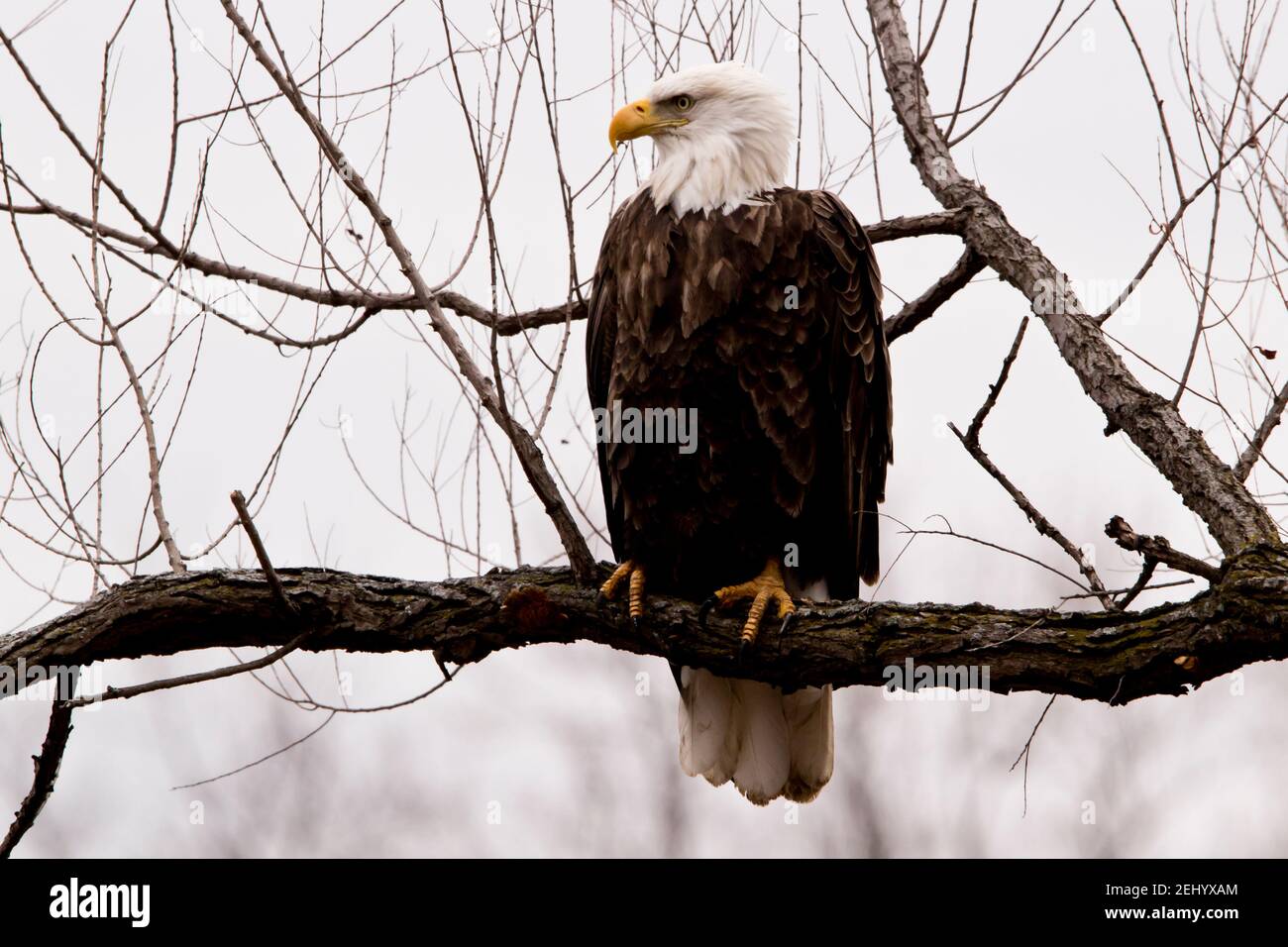 Adult bald eagle perching on tree branch closeup in winter Stock Photo ...