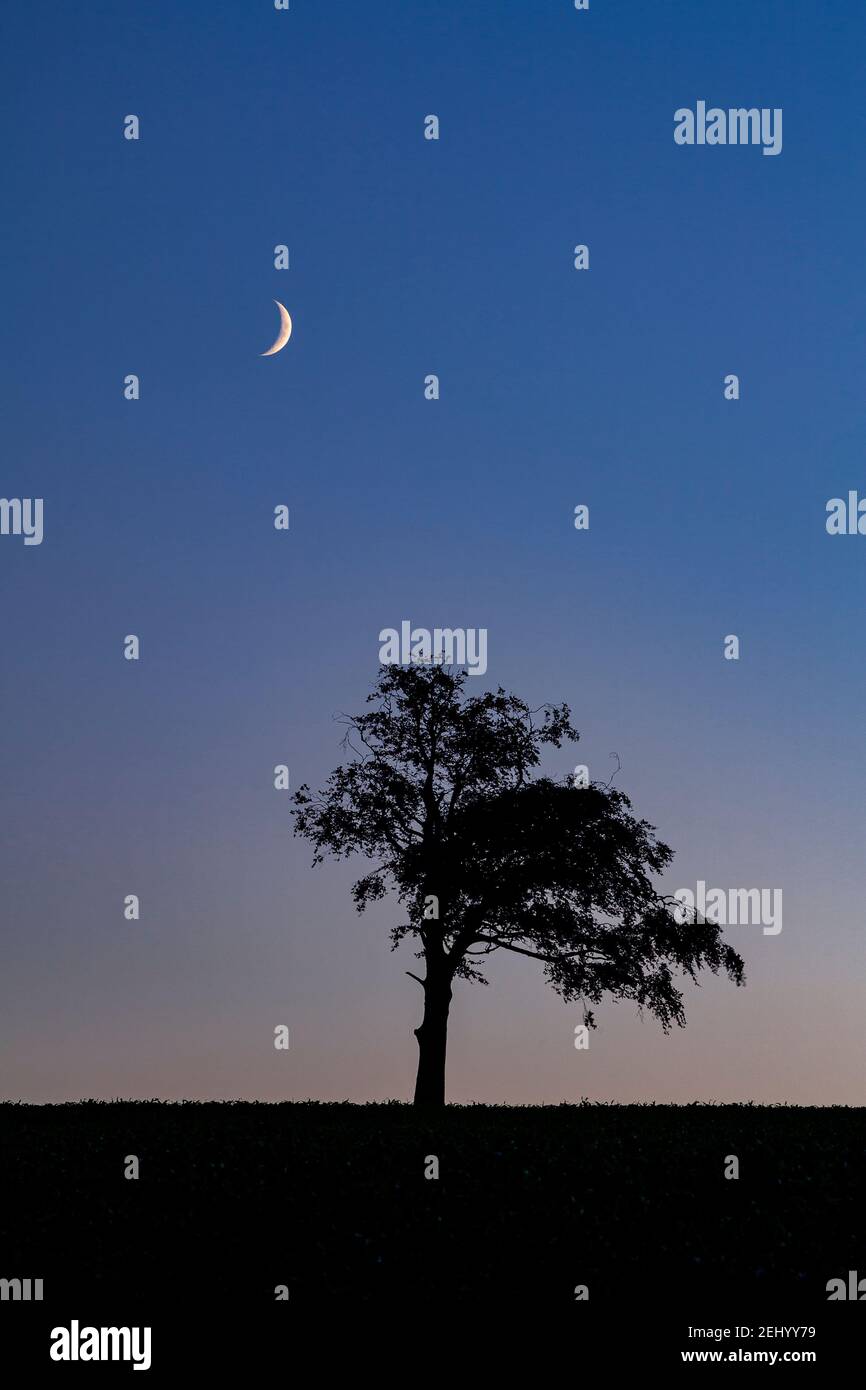 Crescent moon and tree at dusk Stock Photo - Alamy