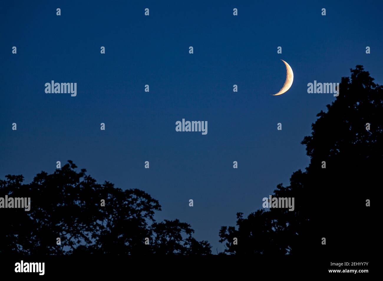 Crescent moon and tree at dusk Stock Photo - Alamy