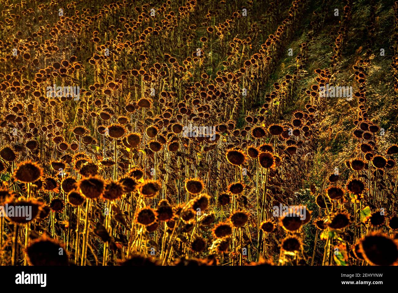 Faded sunflowers hi-res stock photography and images - Alamy