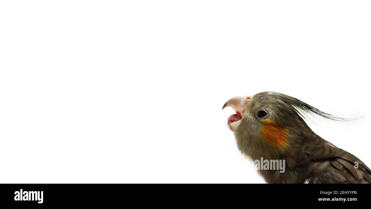 Cockatiel parrot with open beak on white isolated background. An angry ...