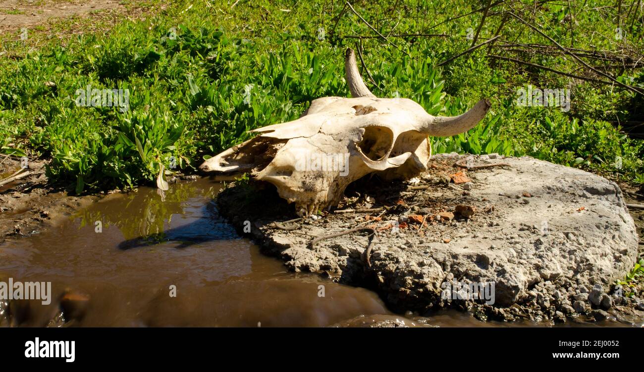 A cow's skull with horns and a pierced head lies on a piece of oil in a ...