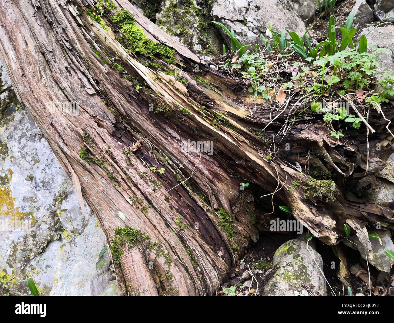 fresh of a tree bark in wood Close Up Stock Photo - Alamy