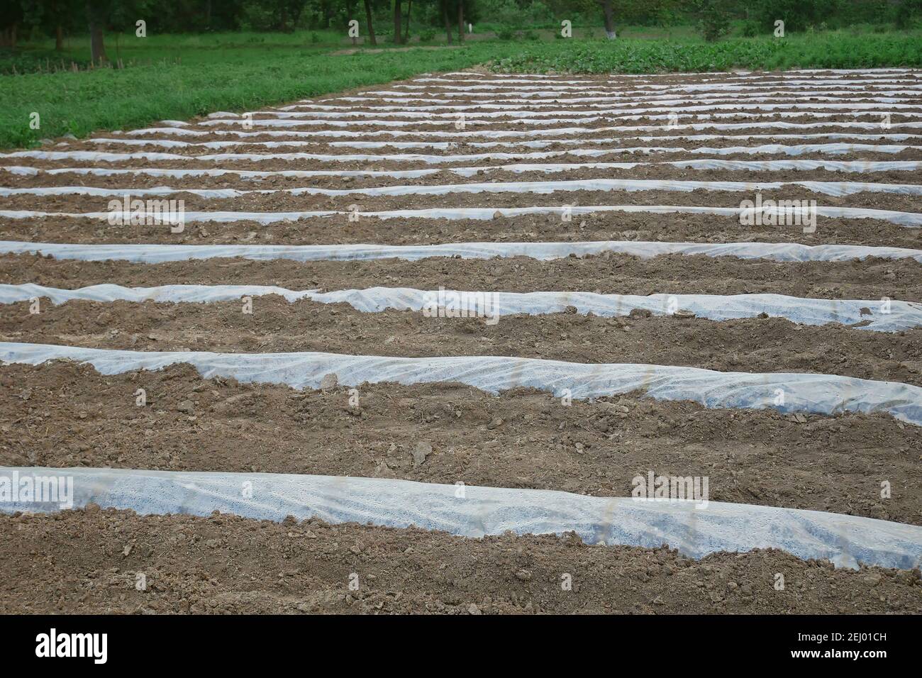 Polyethylene transparent film is laid with rows on the rampart furrow ...