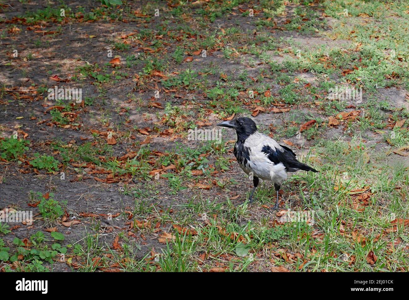 Raven black bird among leaves hi-res stock photography and images - Alamy