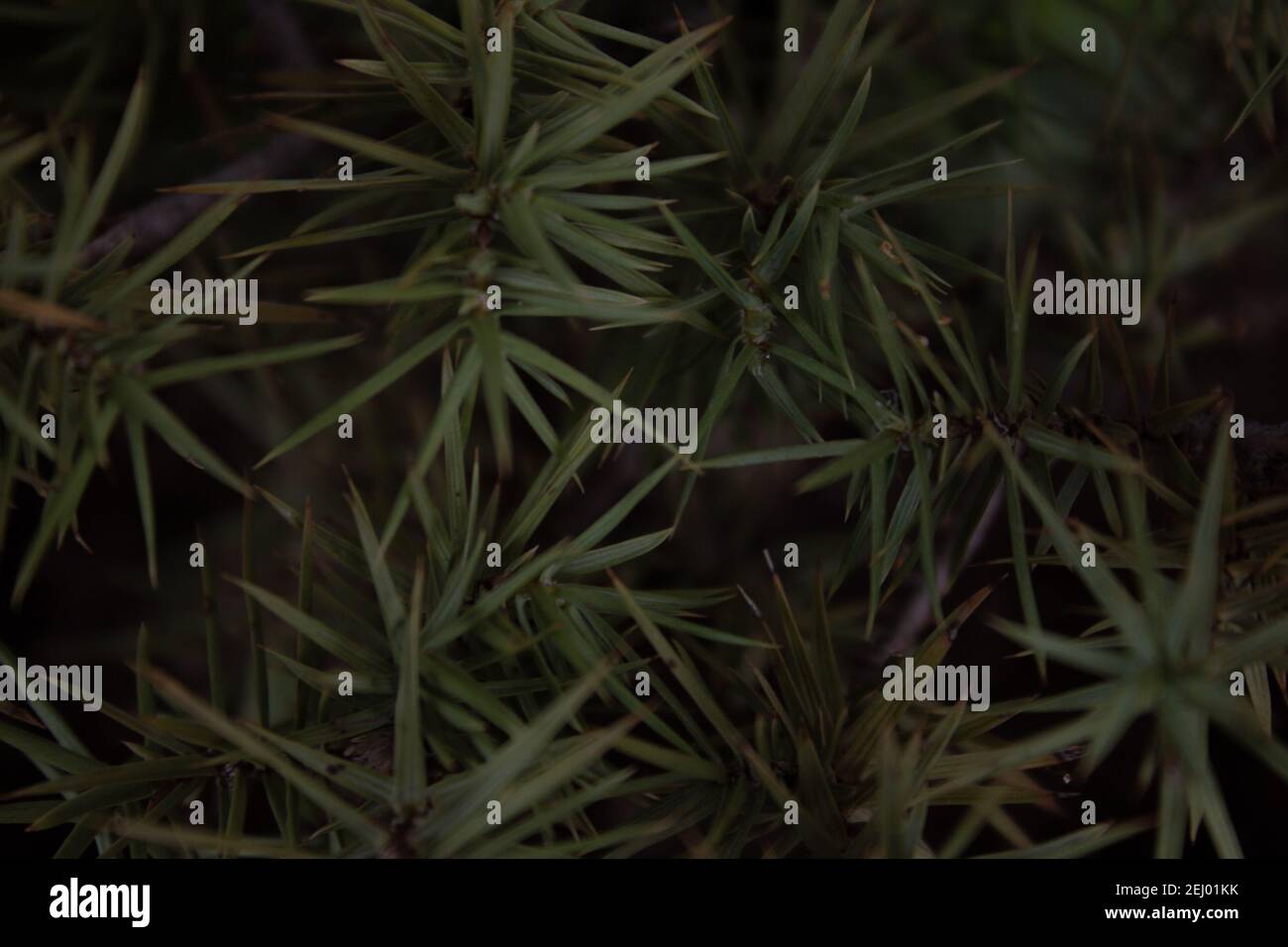 Fir branch background.Lots of fir needles on a black background ...