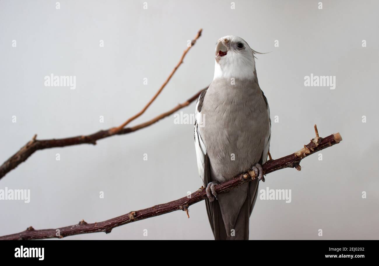 Angry white parrot with open beak on white background Stock Photo - Alamy