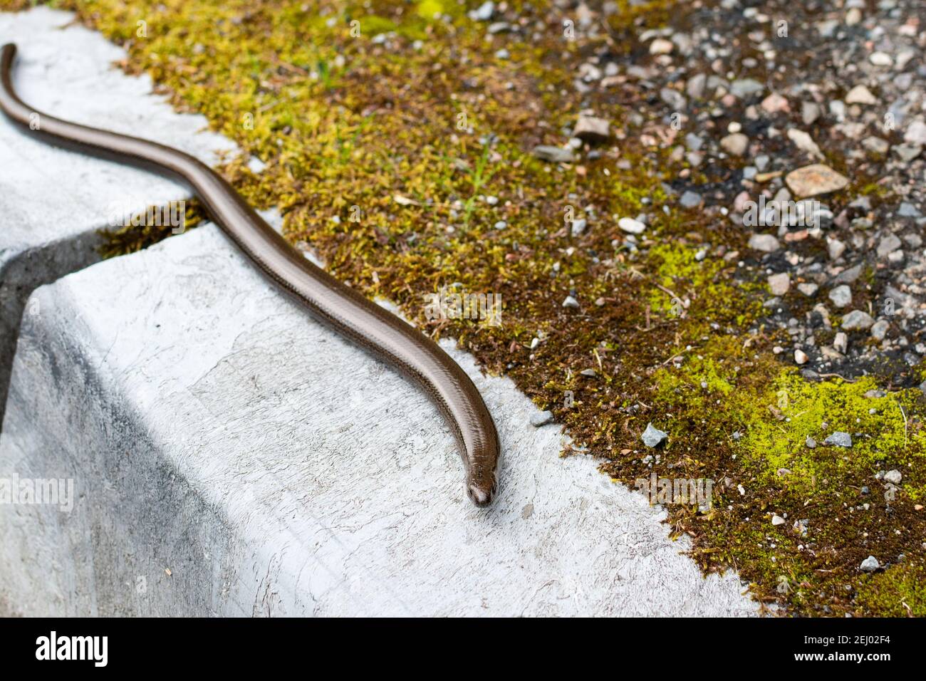 Slow Worm (Anguis fragilis) on pavement in Kinlochleven village ...