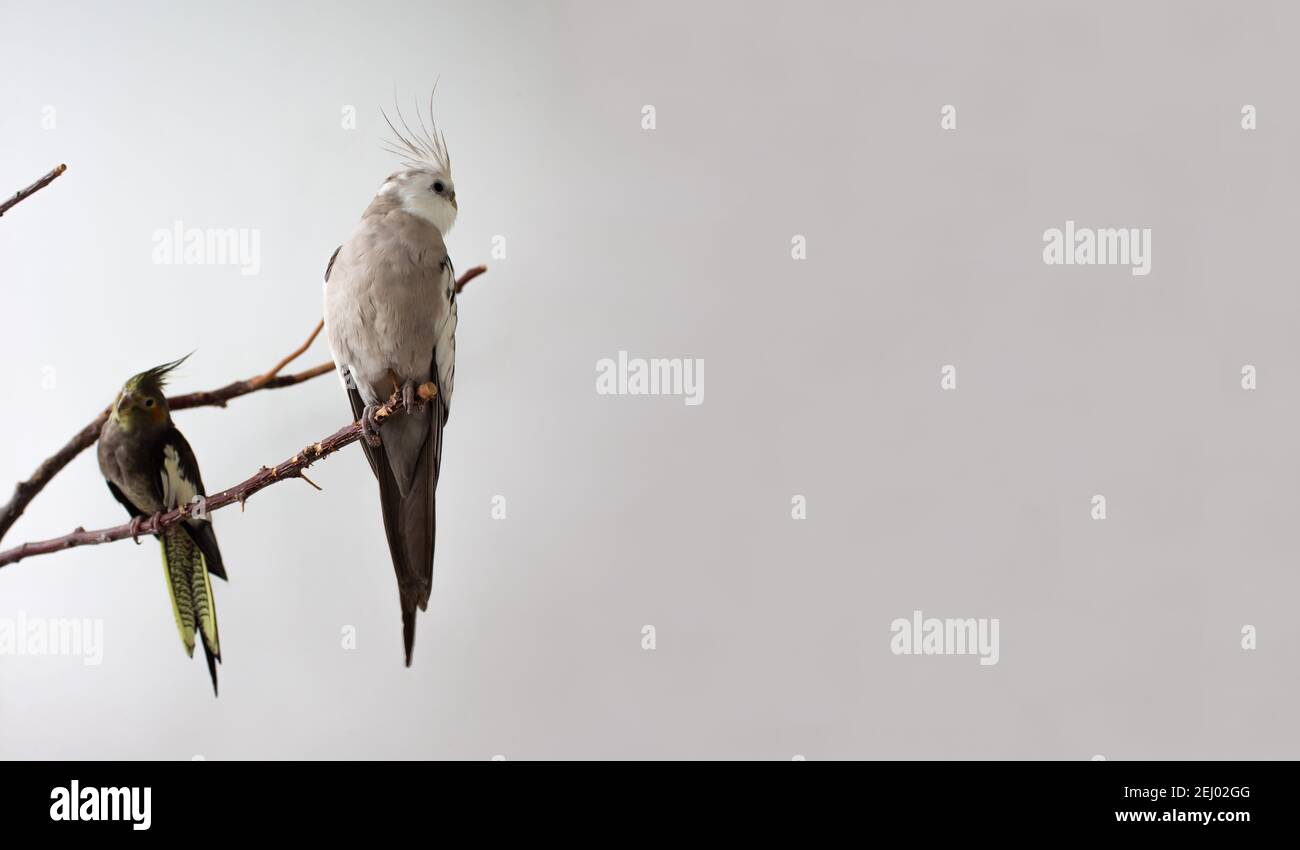2 cockatiel parrots sit on a branch on a white background. Light and ...