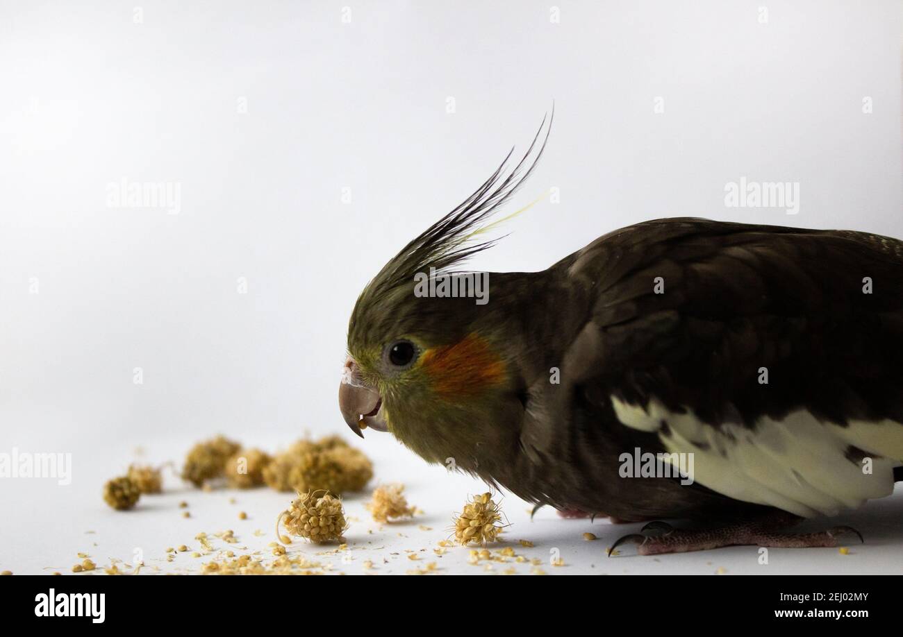Cockatiel parrot eats millet or food on a white background. Gray parrot ...