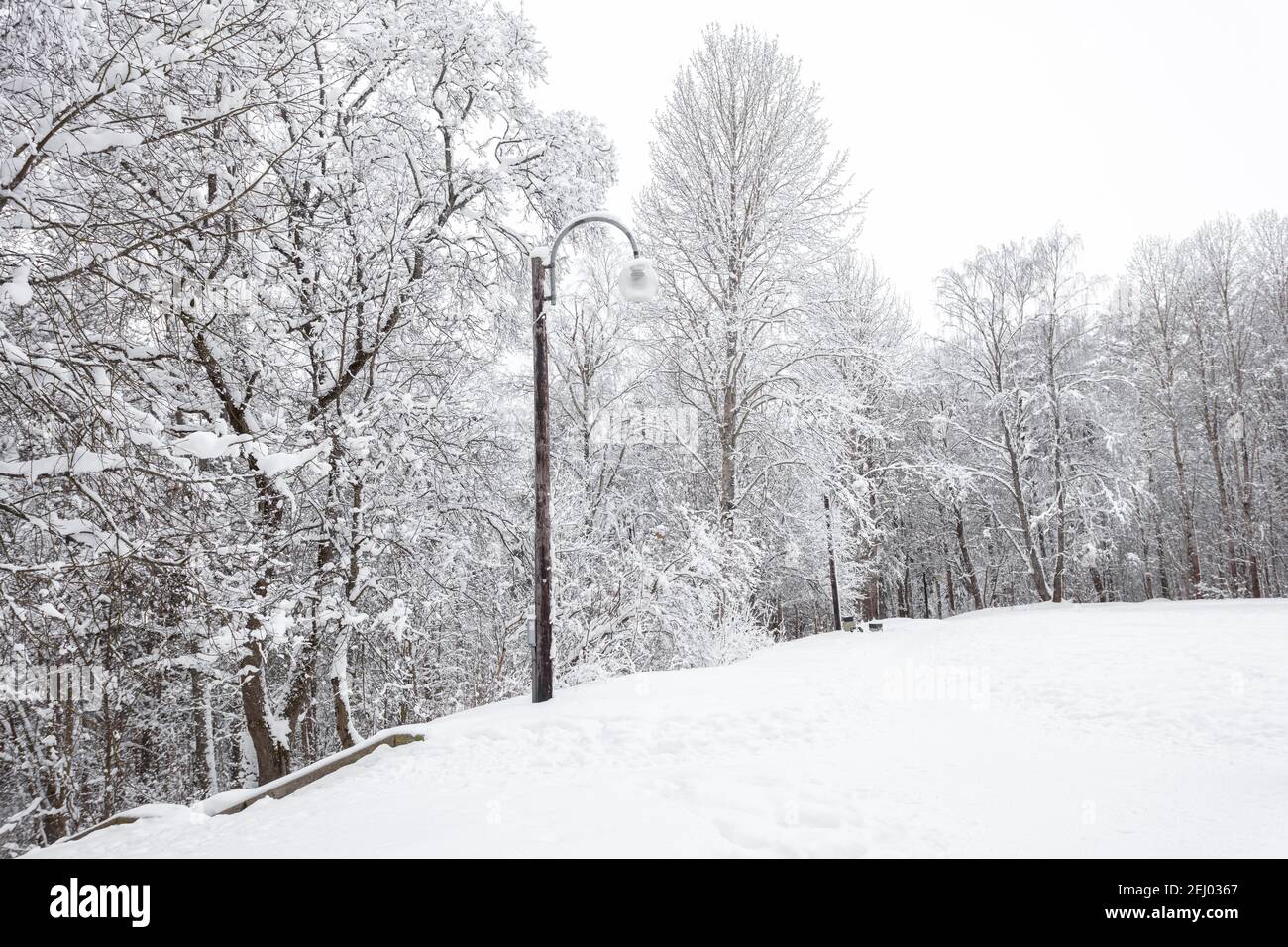 Winter forest, landscape. Trees in the snow. Snowy winter. High quality ...