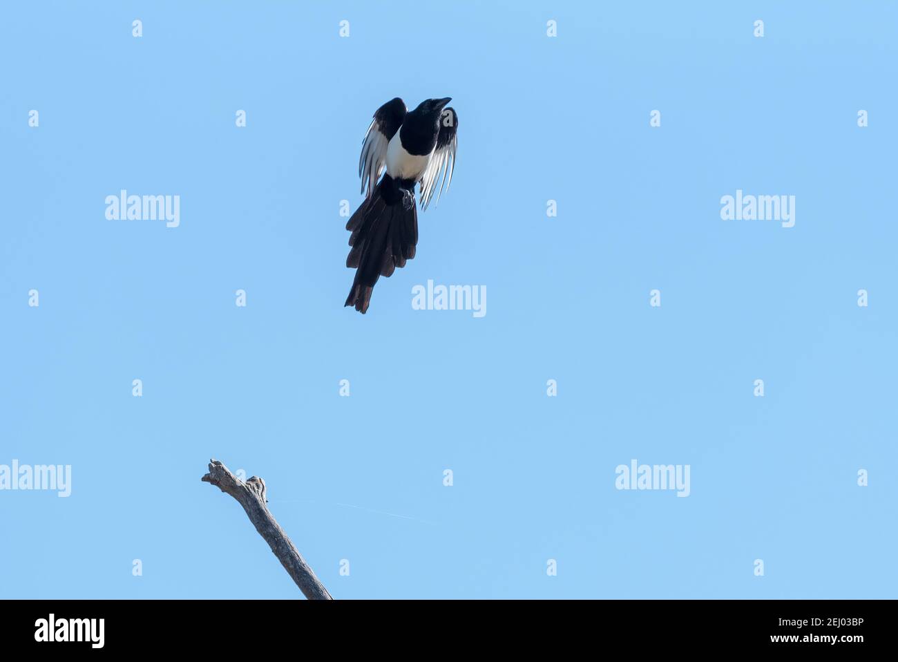 Magpie, Wallowa Valley, Oregon Stock Photo - Alamy