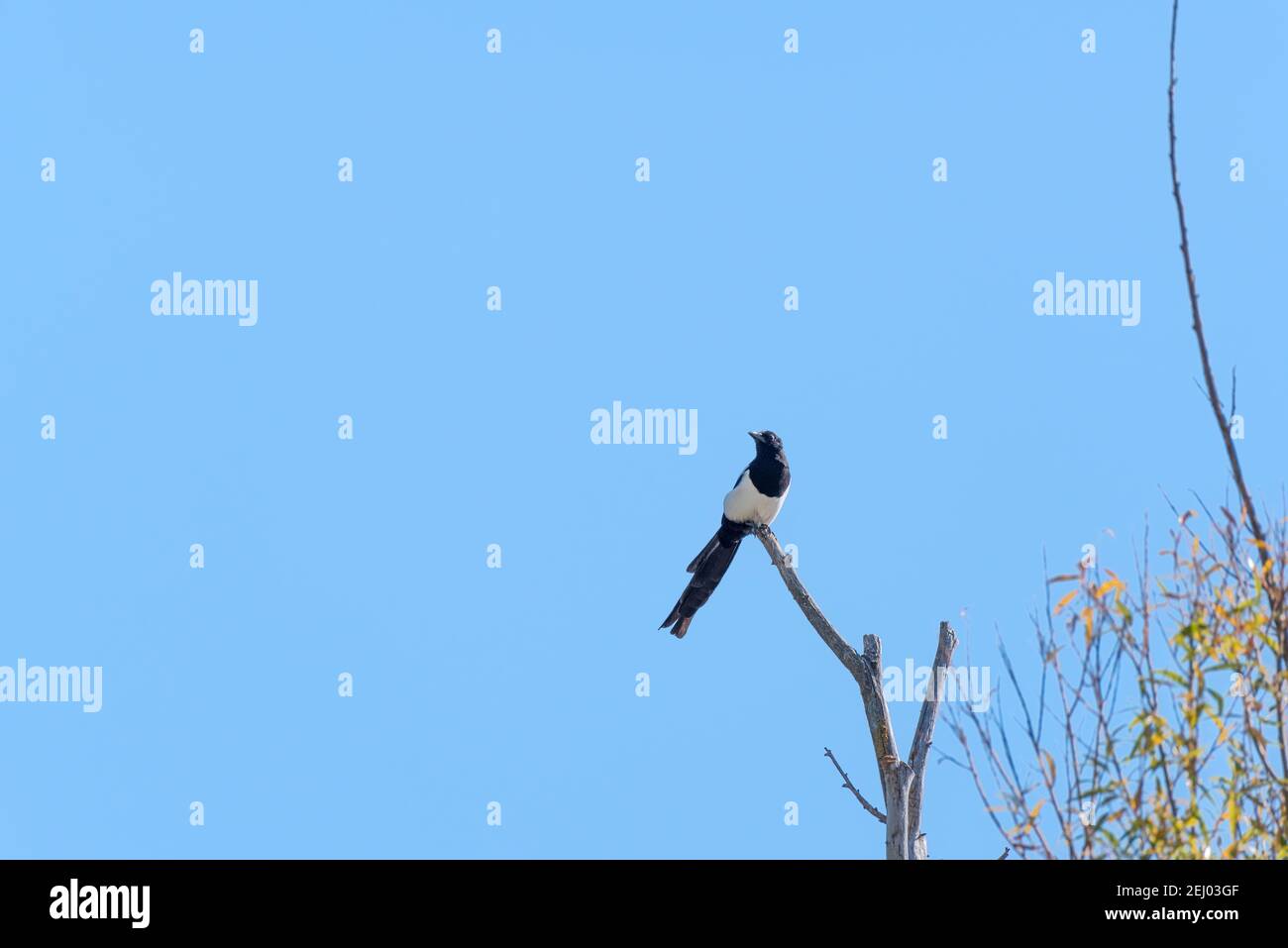 Magpie valley hi-res stock photography and images - Alamy