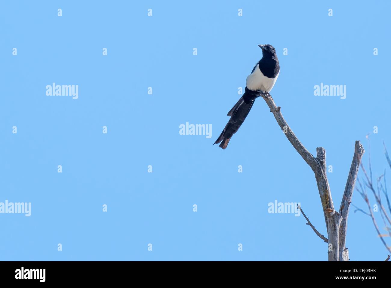 Magpie valley hi-res stock photography and images - Alamy