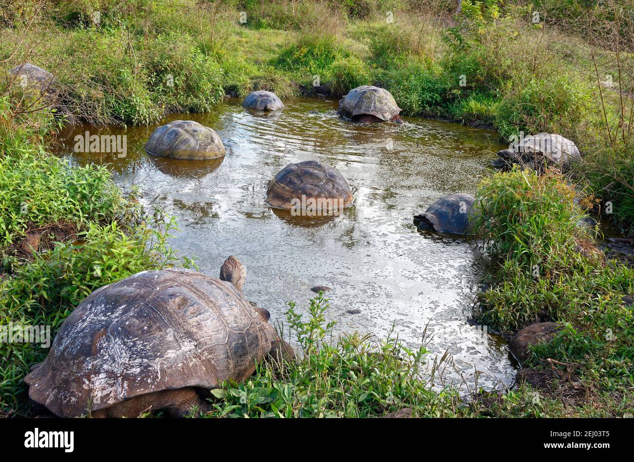 Galapagos Giant Tortoises, group, pond, wildlife, large reptiles ...
