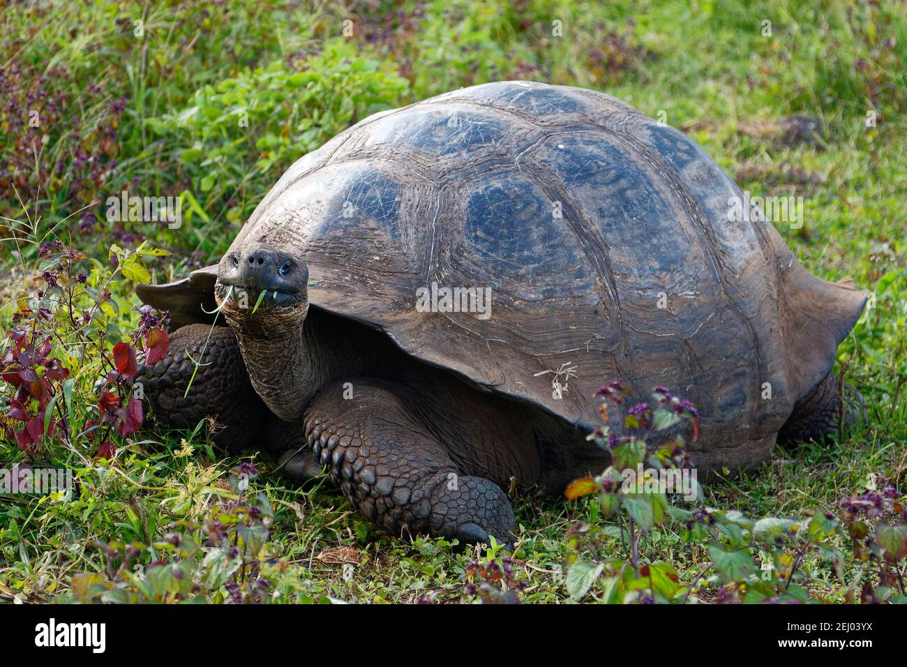 Long lived reptile hi-res stock photography and images - Alamy