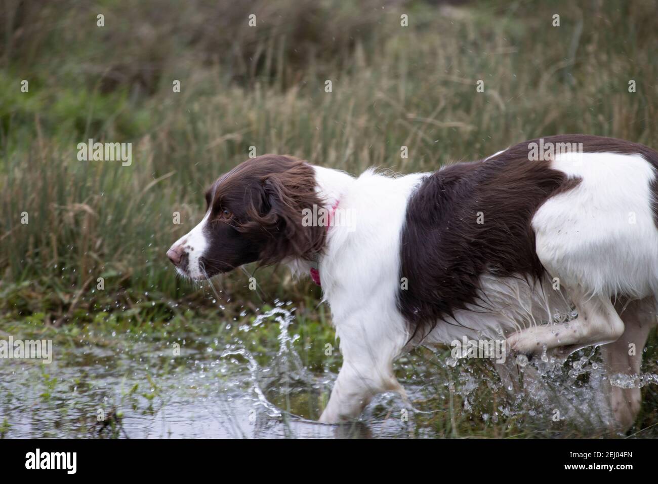 Spaniels in mud hi-res stock photography and images - Alamy