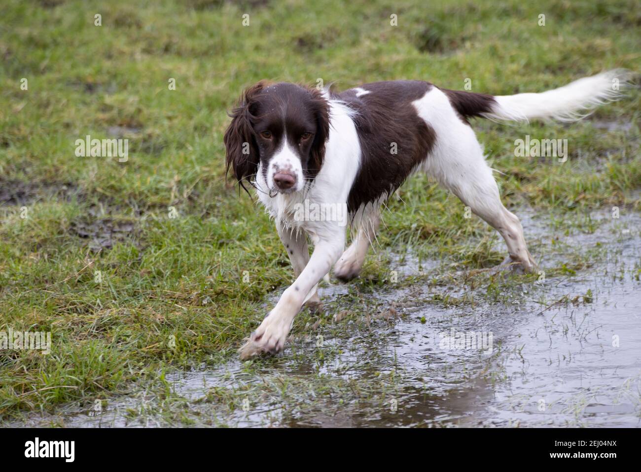 English Springer Spaniel Stock Photo - Alamy