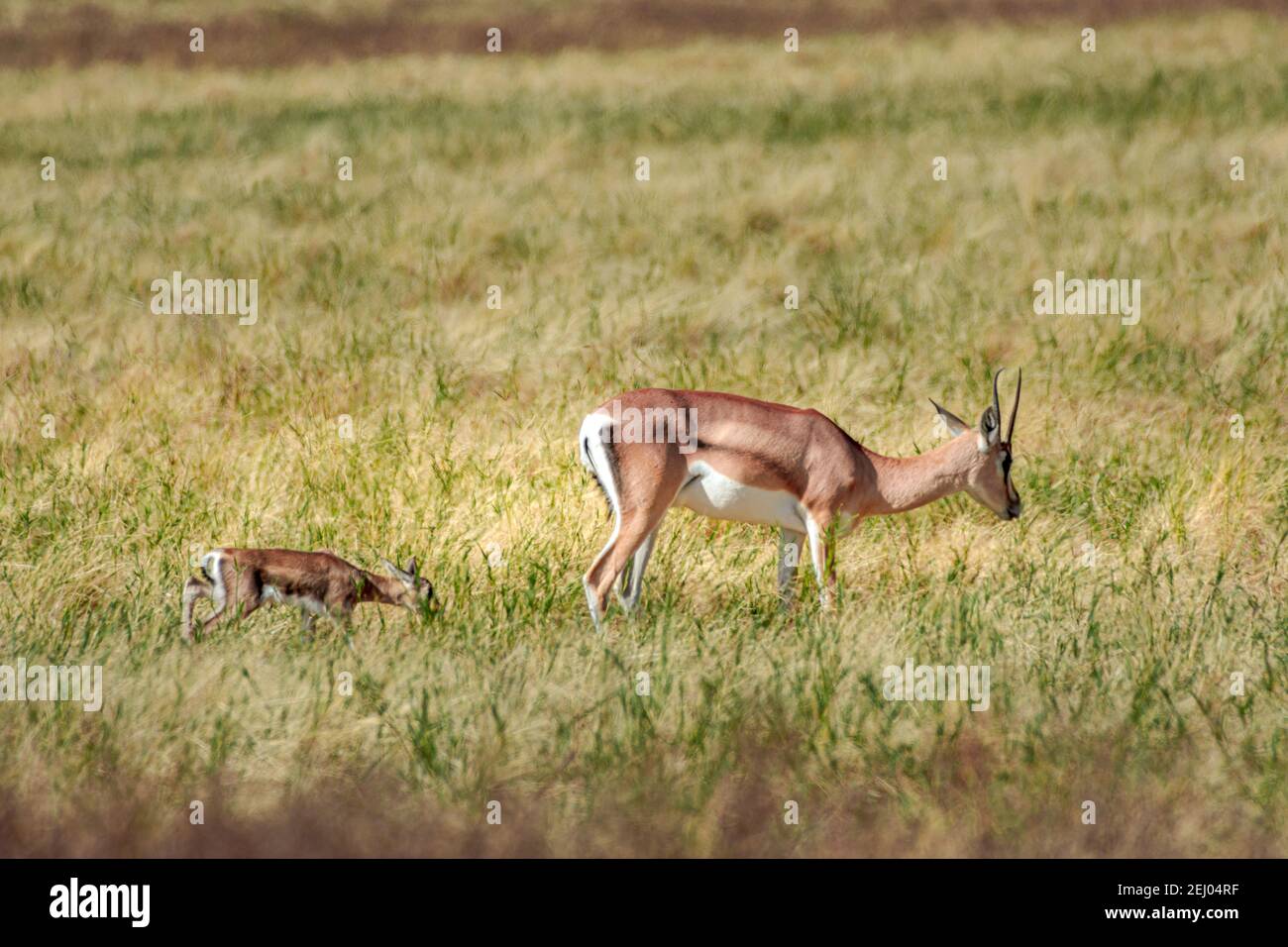 Beautiful shot of an Antelope with its small calf Ngorongoro, Tanzania ...