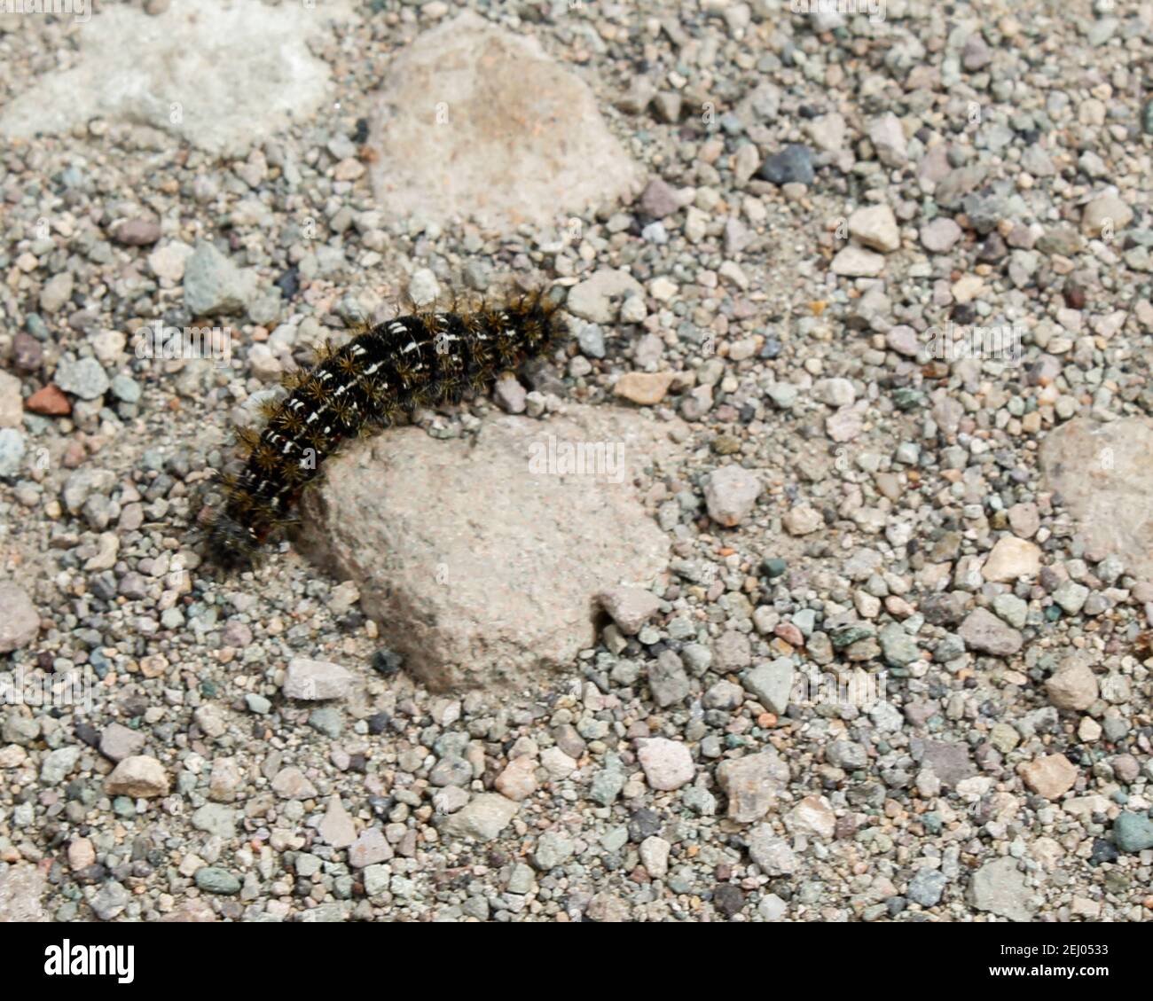 Dark caterpillar hi-res stock photography and images - Alamy