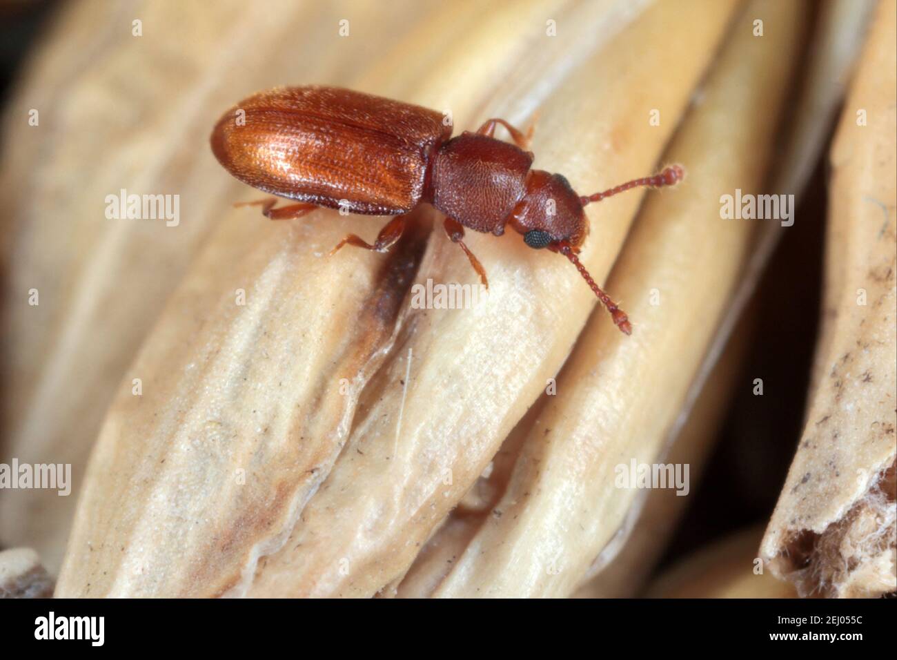 The foreign grain beetle (Ahasverus advena) is a species of beetle in ...