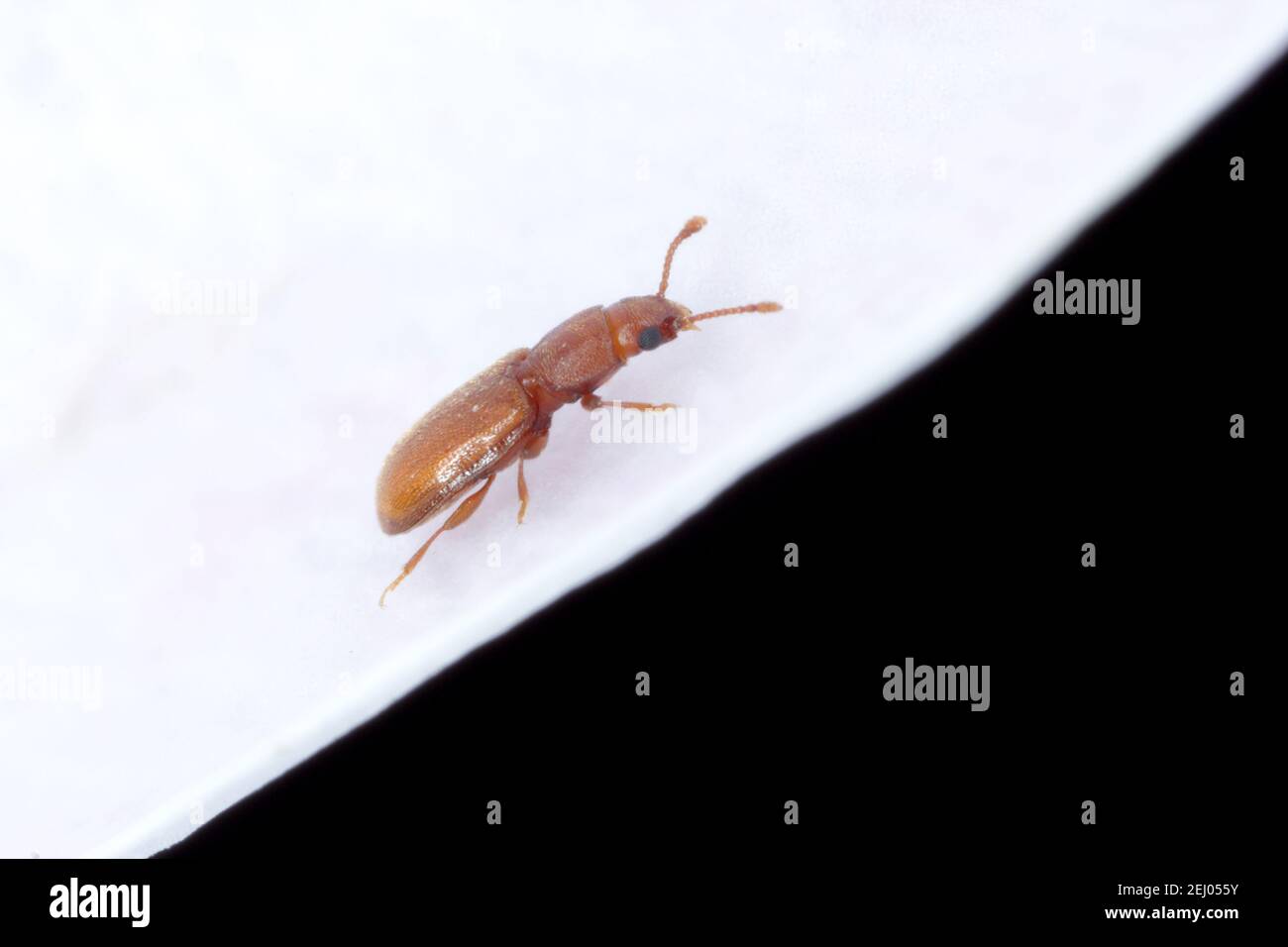 The foreign grain beetle (Ahasverus advena) is a species of beetle in ...