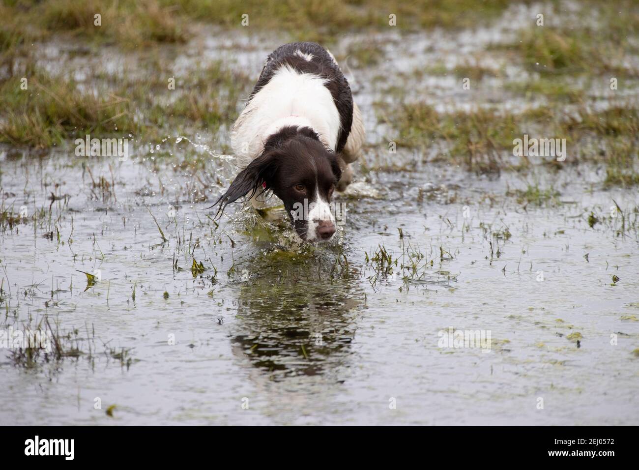 English Springer Spaniel Stock Photo - Alamy