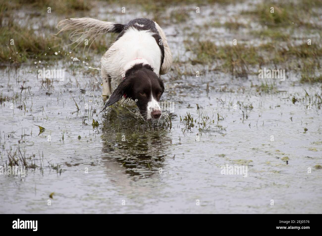 English Springer Spaniel Stock Photo - Alamy