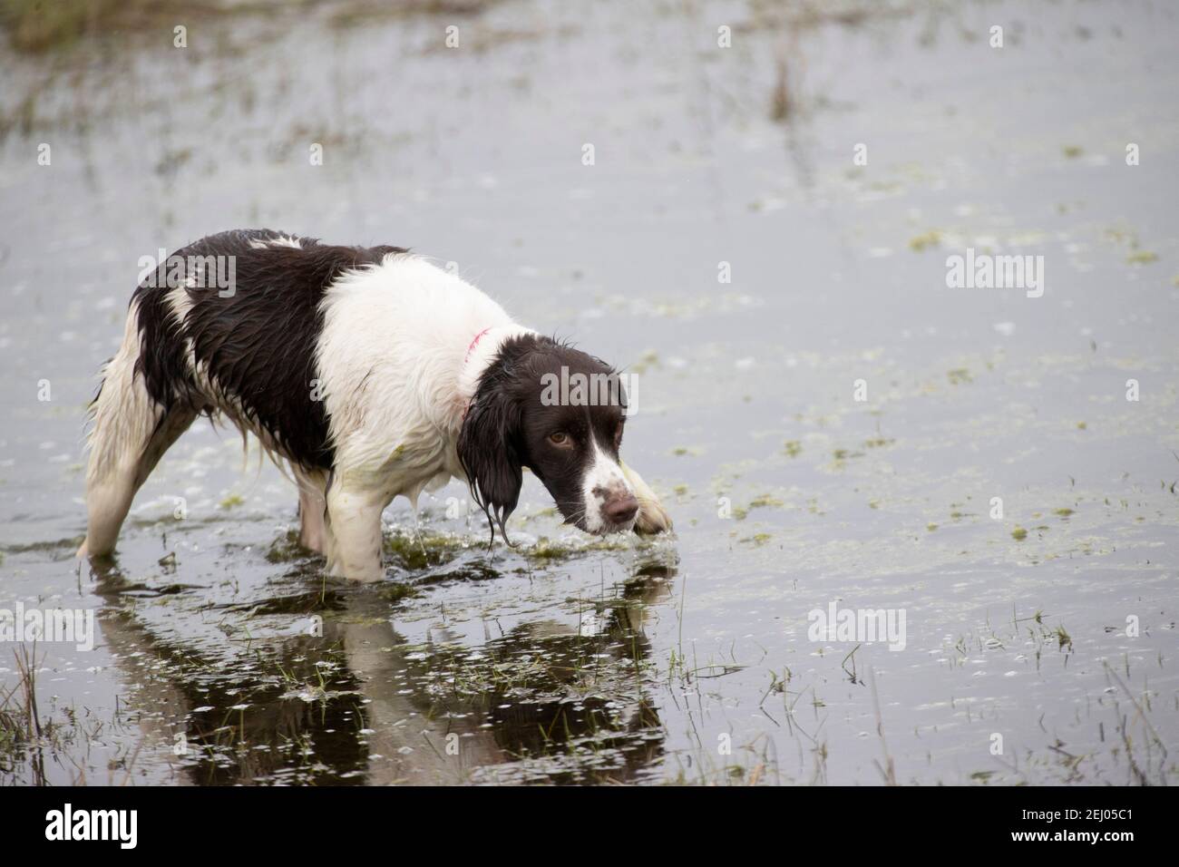 English Springer Spaniel Stock Photo - Alamy