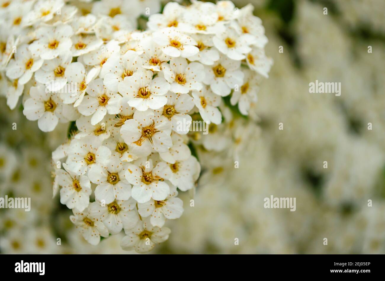 Bird cherry. Closeup of bird cherry tree branch on blue sky. Blossom of ...