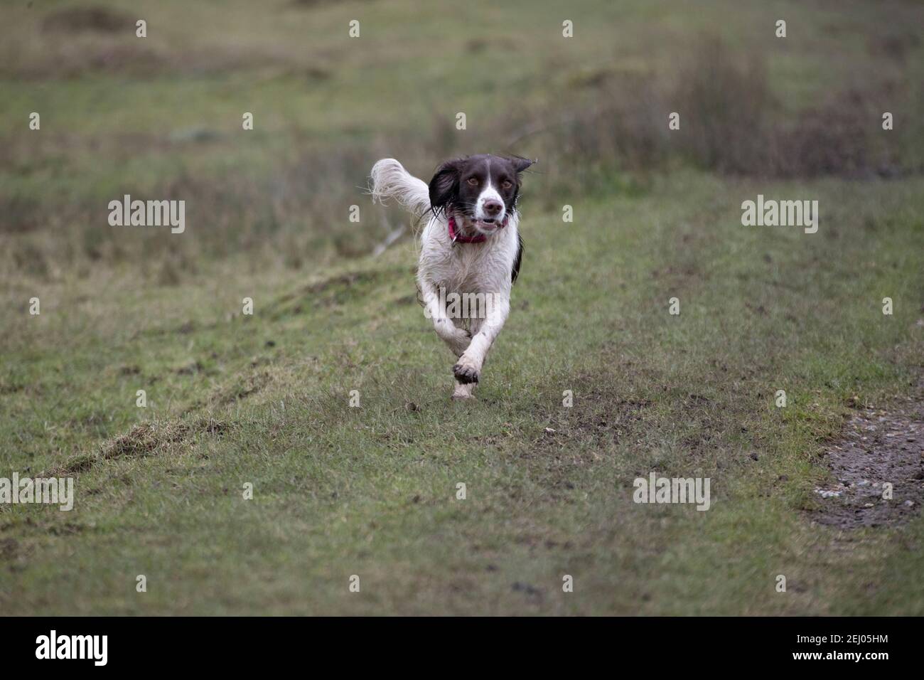 English Springer Spaniel Stock Photo - Alamy