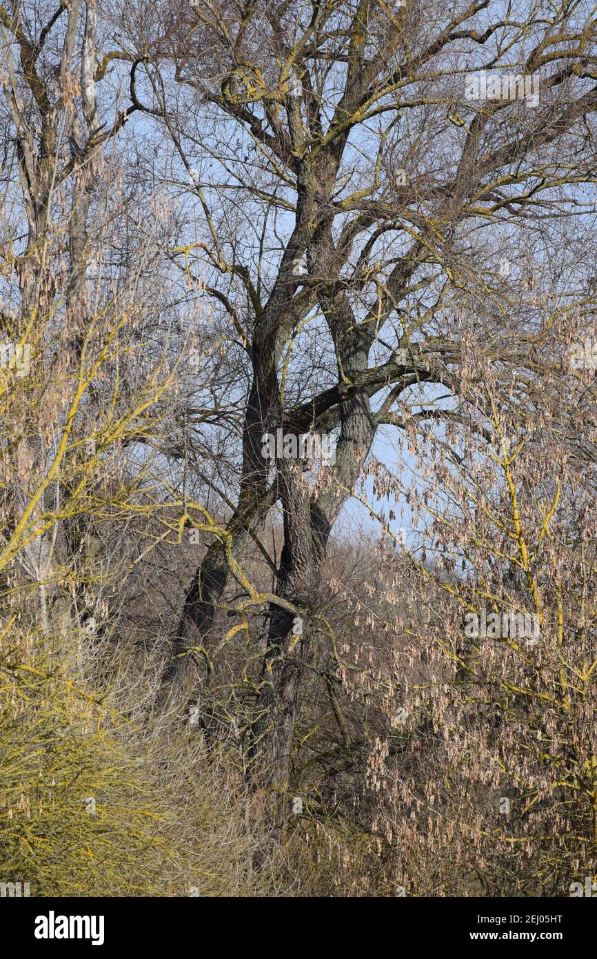 Growth peculiarities hi-res stock photography and images - Alamy