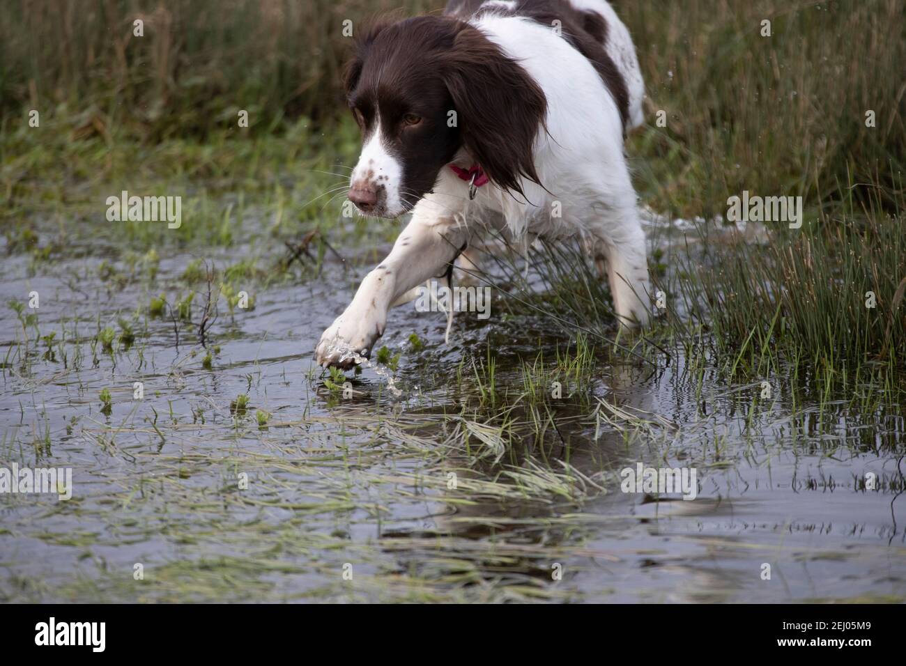 English Springer Spaniel Stock Photo - Alamy
