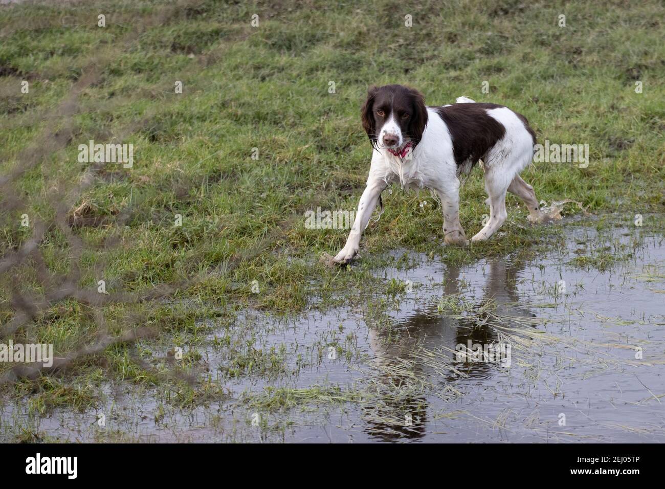 English Springer Spaniel Stock Photo - Alamy