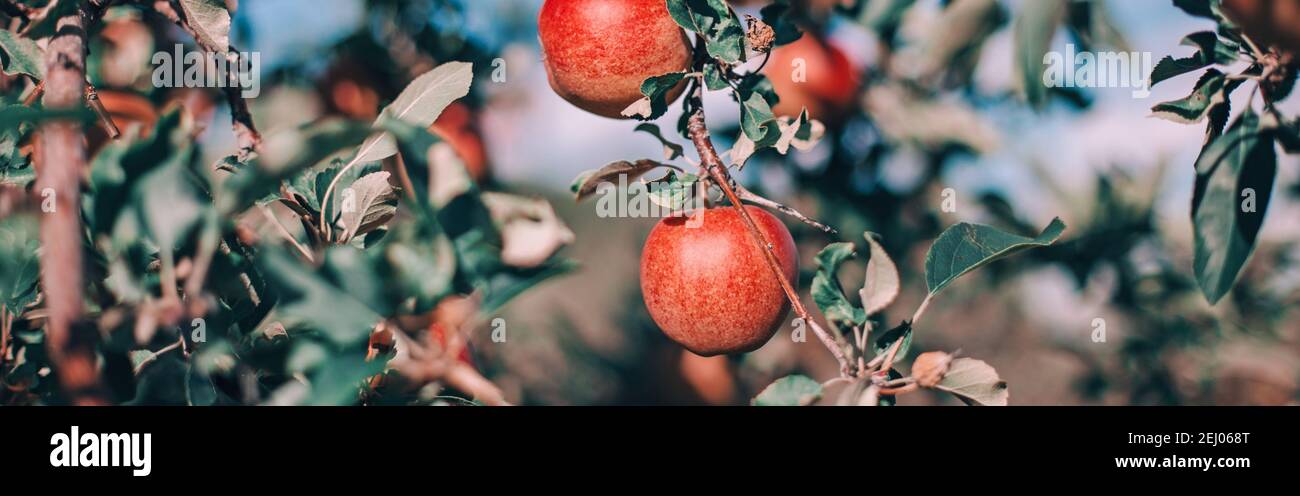 Beautiful ripe red apples on branches in orchard garden. Organic sweet ...