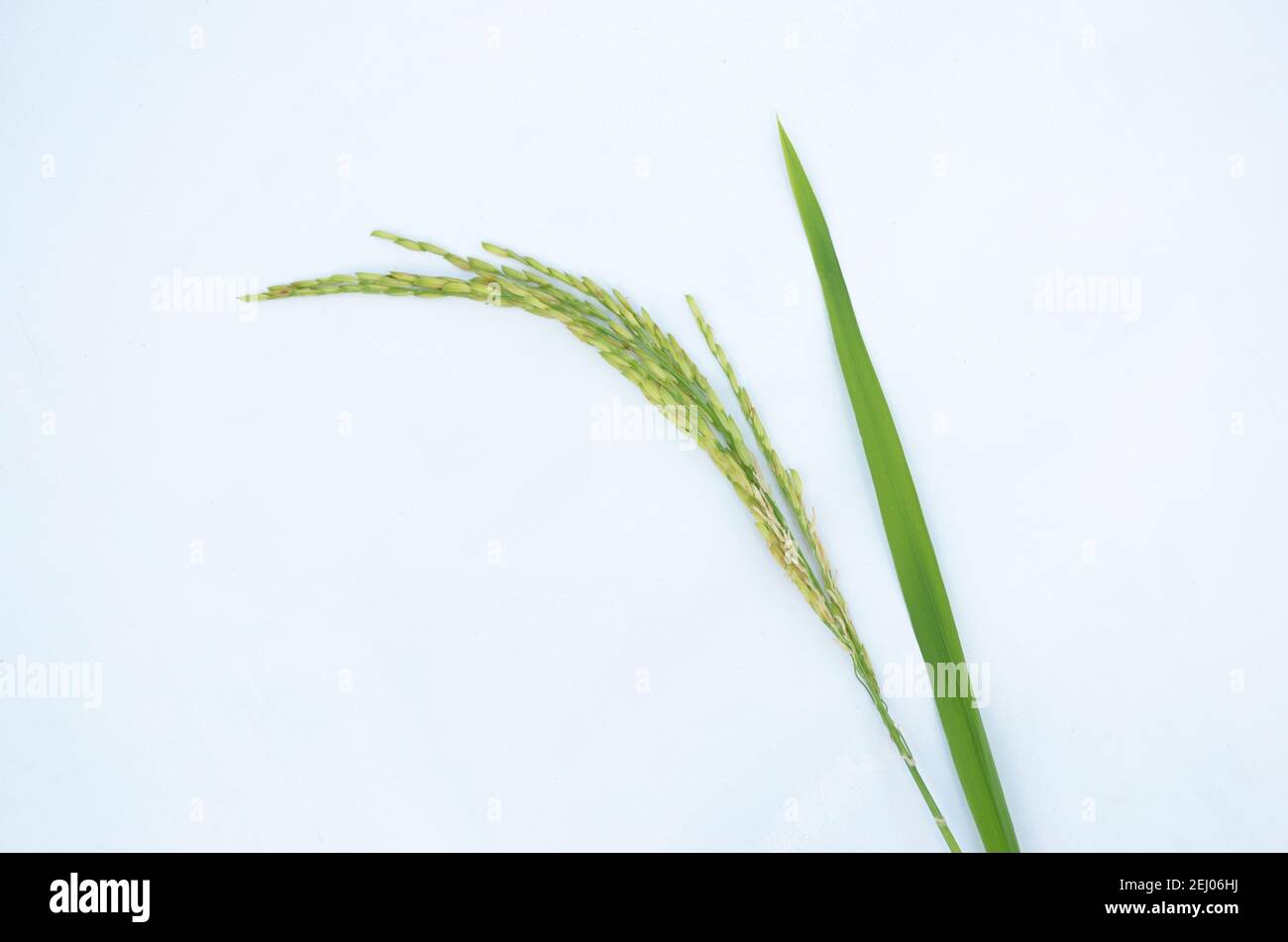 Closeup of green ripe paddy plant grains isolated on white background ...