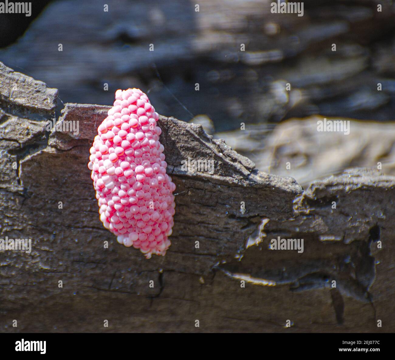 Rough shells hi-res stock photography and images - Alamy