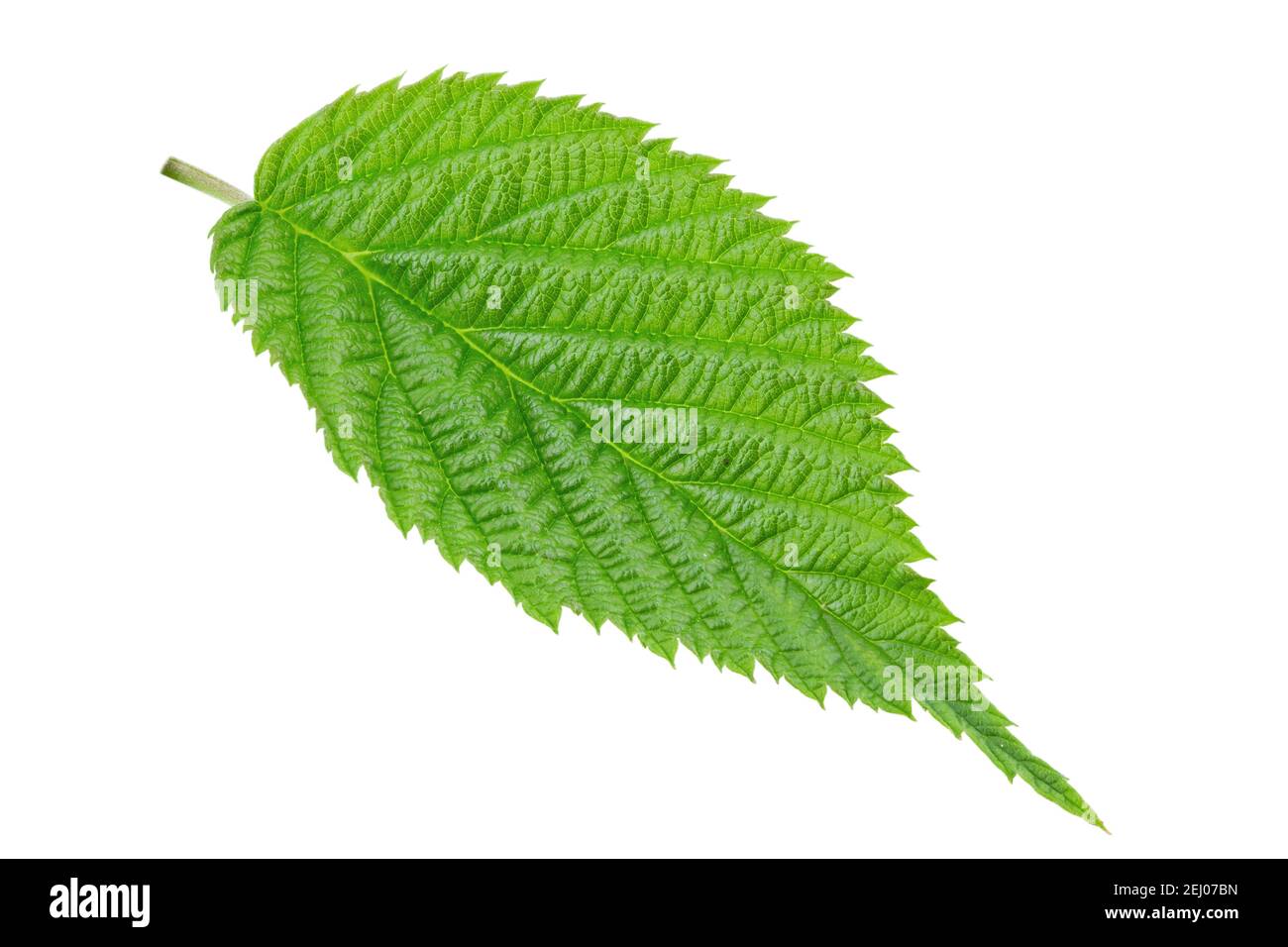 Raspberry leaf isolated on white background .Young shoot of a plant ...