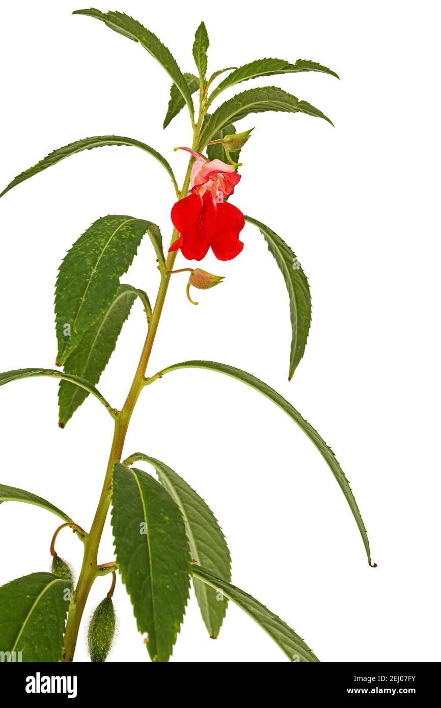 Scarlet flower of Impatiens balsamina, garden balsam jewelweed touch-me ...