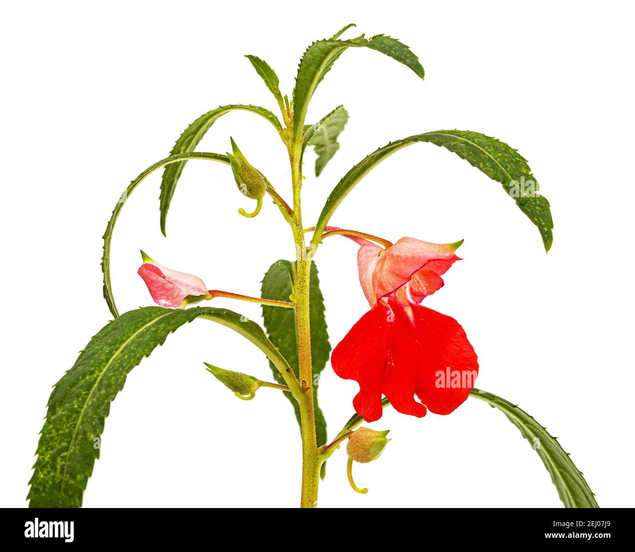Scarlet flower of Impatiens balsamina, garden balsam jewelweed touch-me ...