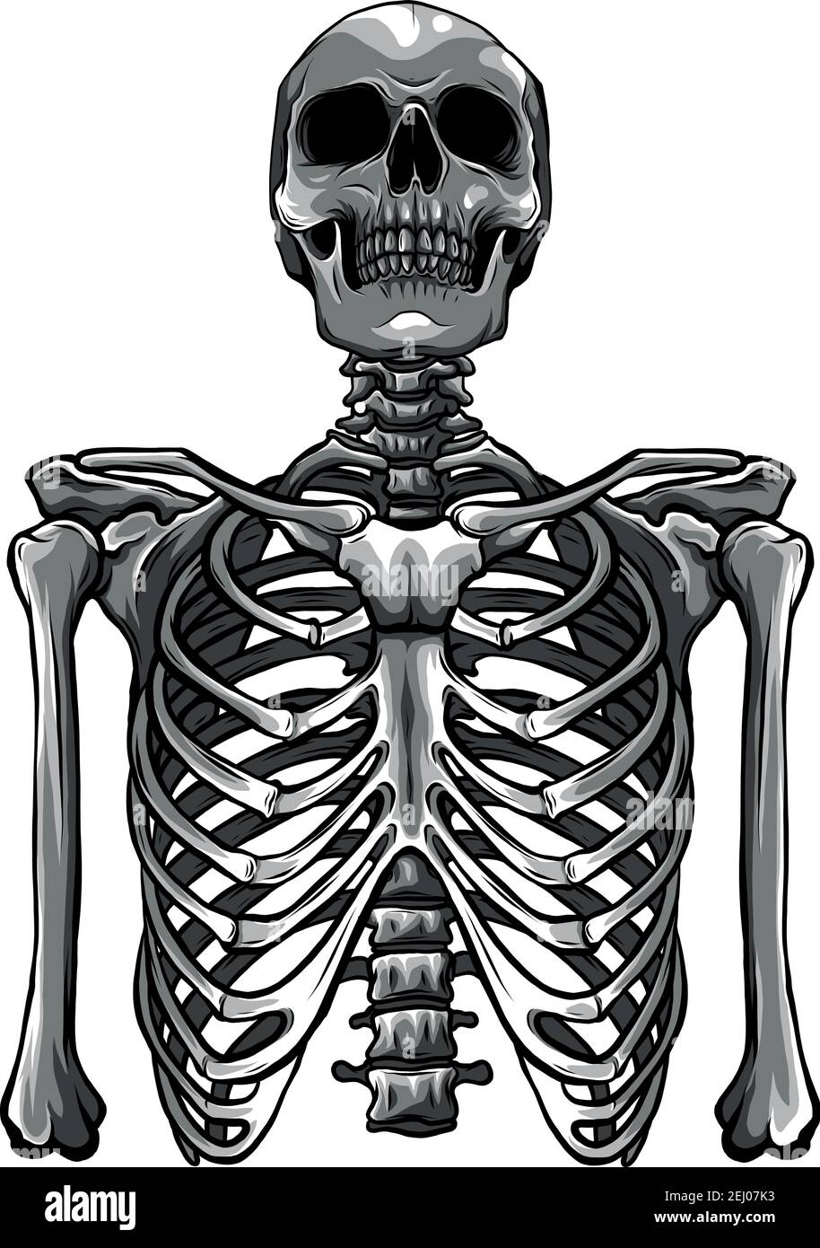 Human skeleton posing isolated over white background vector ...