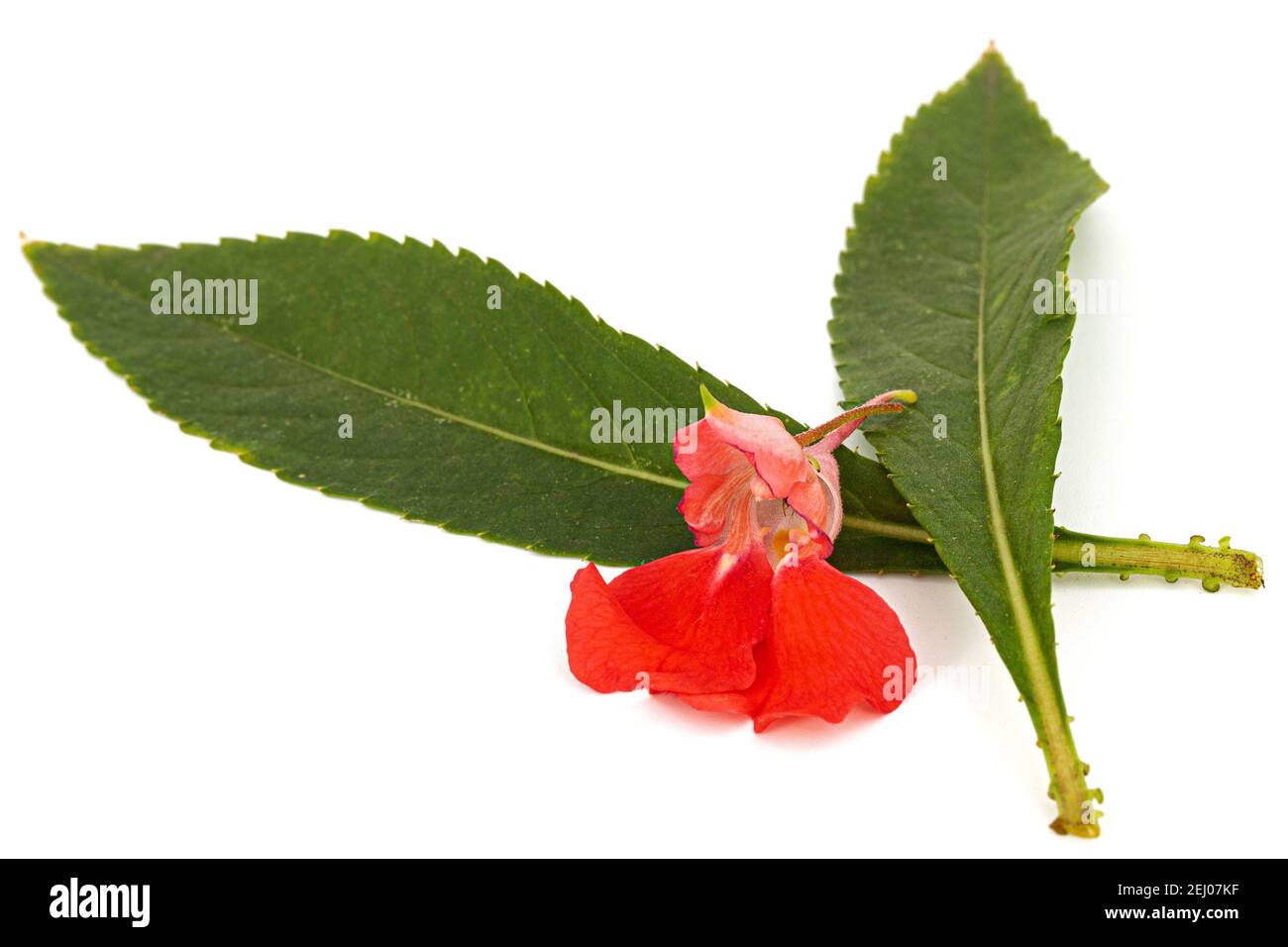 Scarlet flower of Impatiens balsamina, garden balsam jewelweed touch-me ...