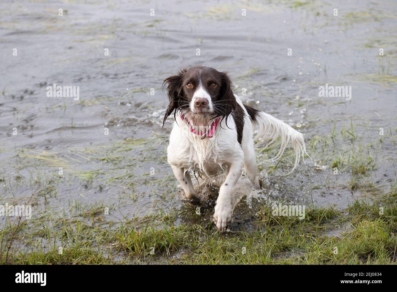 English Springer Spaniel Stock Photo - Alamy