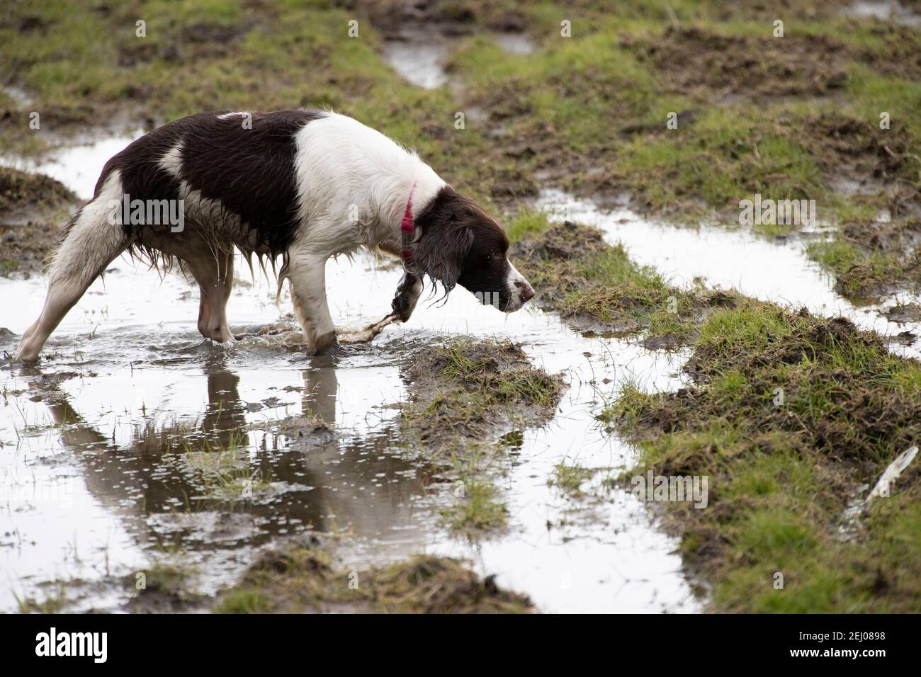 Spaniels in mud hi-res stock photography and images - Alamy