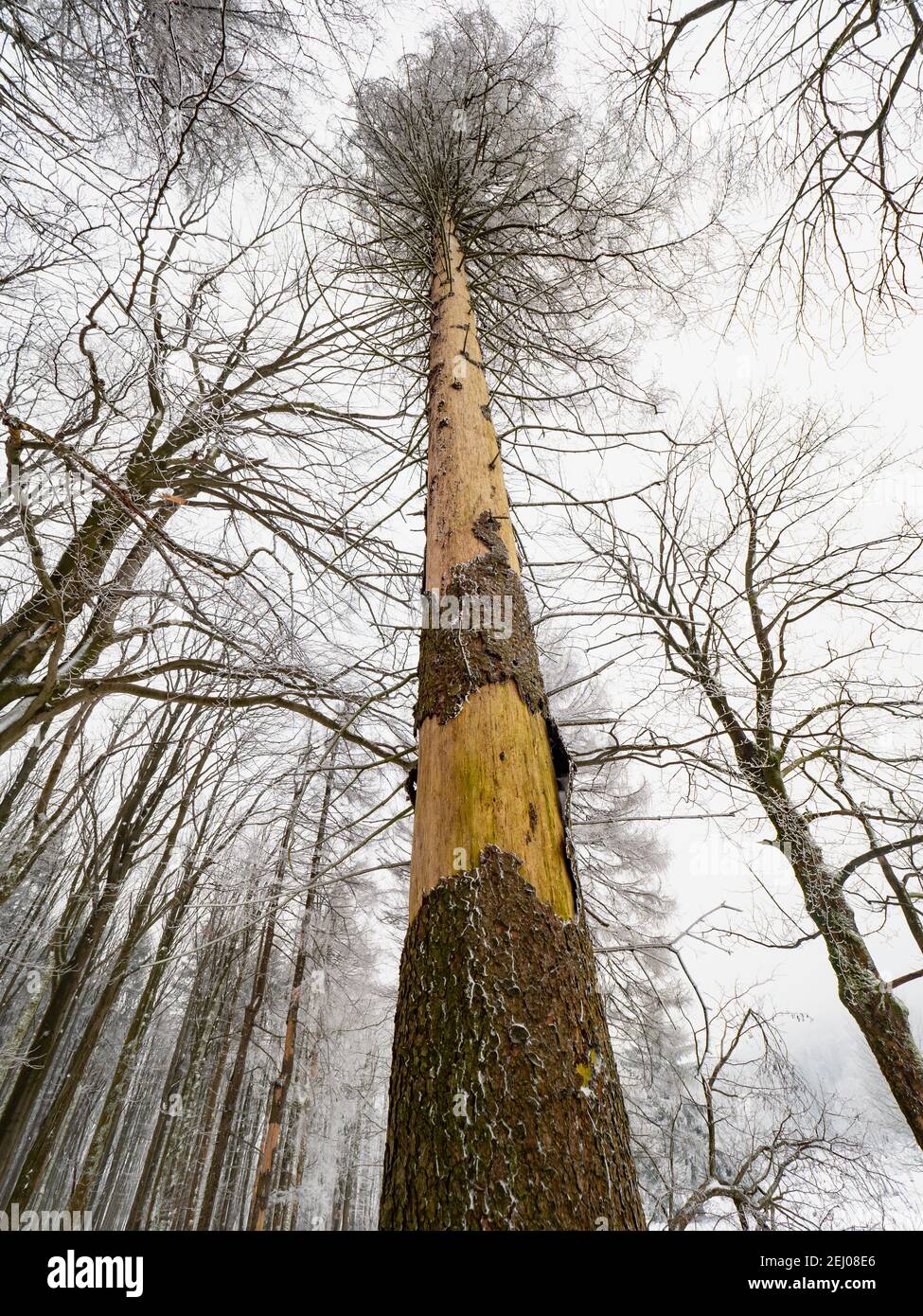 Bark less tree. Bark beetle calamity damaged old spruce forest. Winter ...
