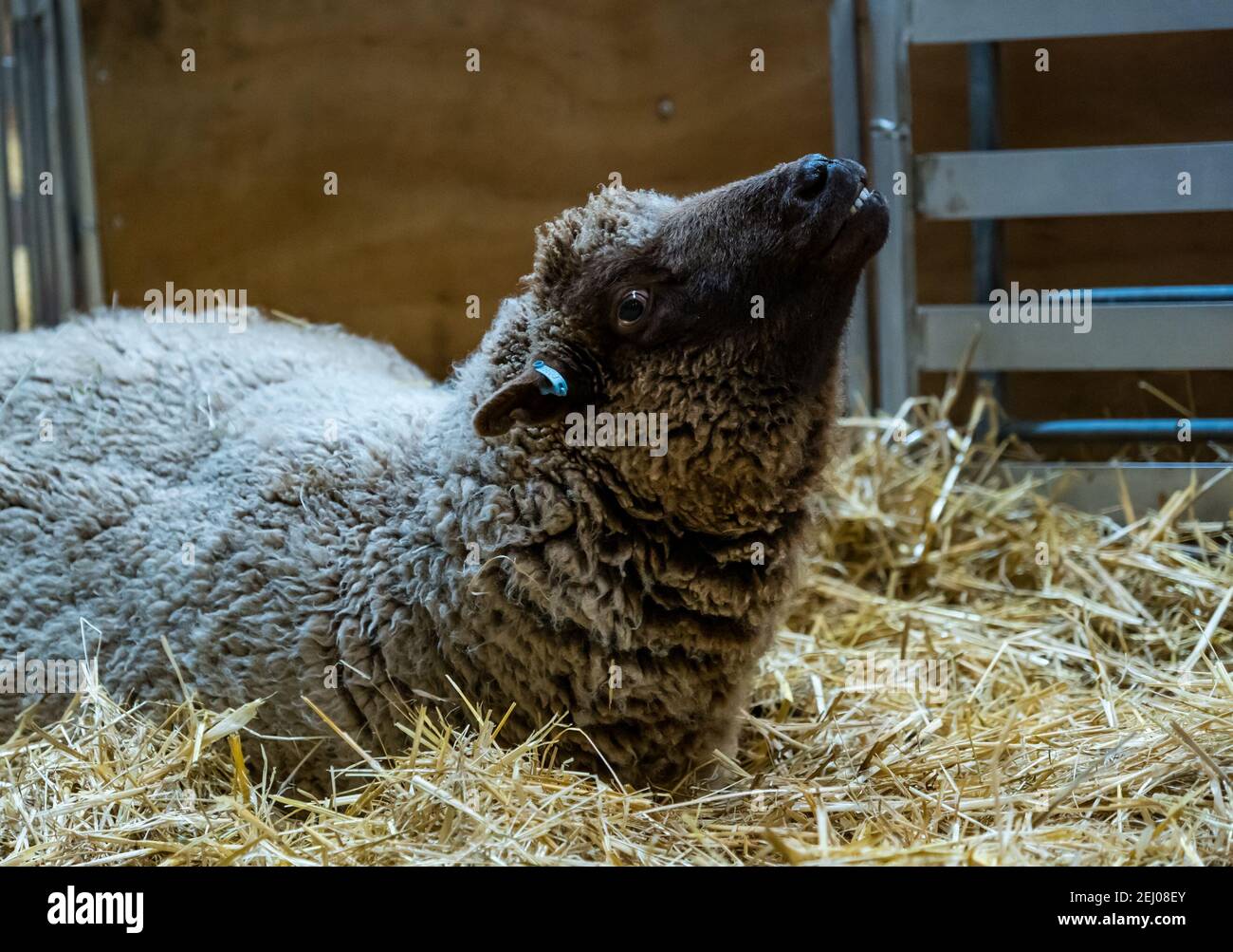 East Lothian, Scotland, United Kingdom, 20th February 2021. Lamb birth ...