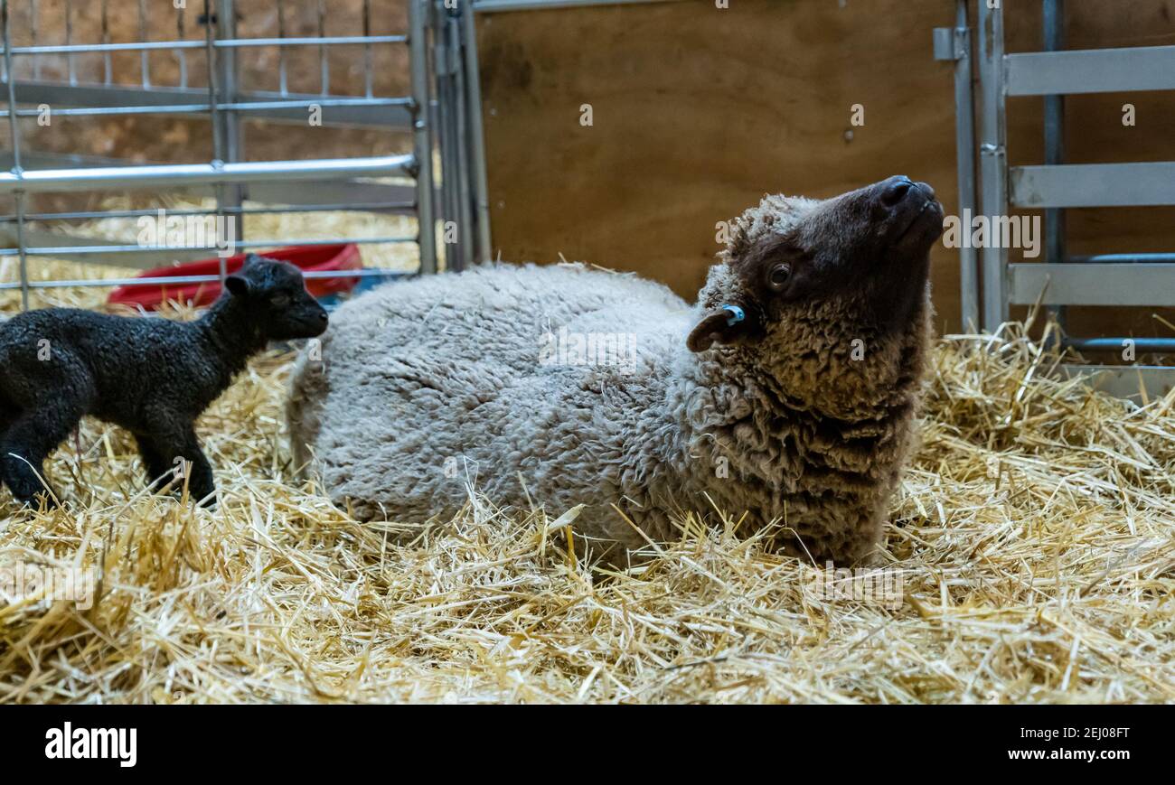 East Lothian, Scotland, United Kingdom, 20th February 2021. Lamb birth ...