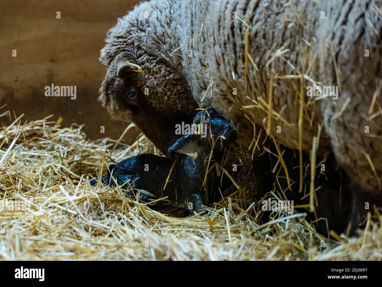 East Lothian, Scotland, United Kingdom, 20th February 2021. Lamb birth ...
