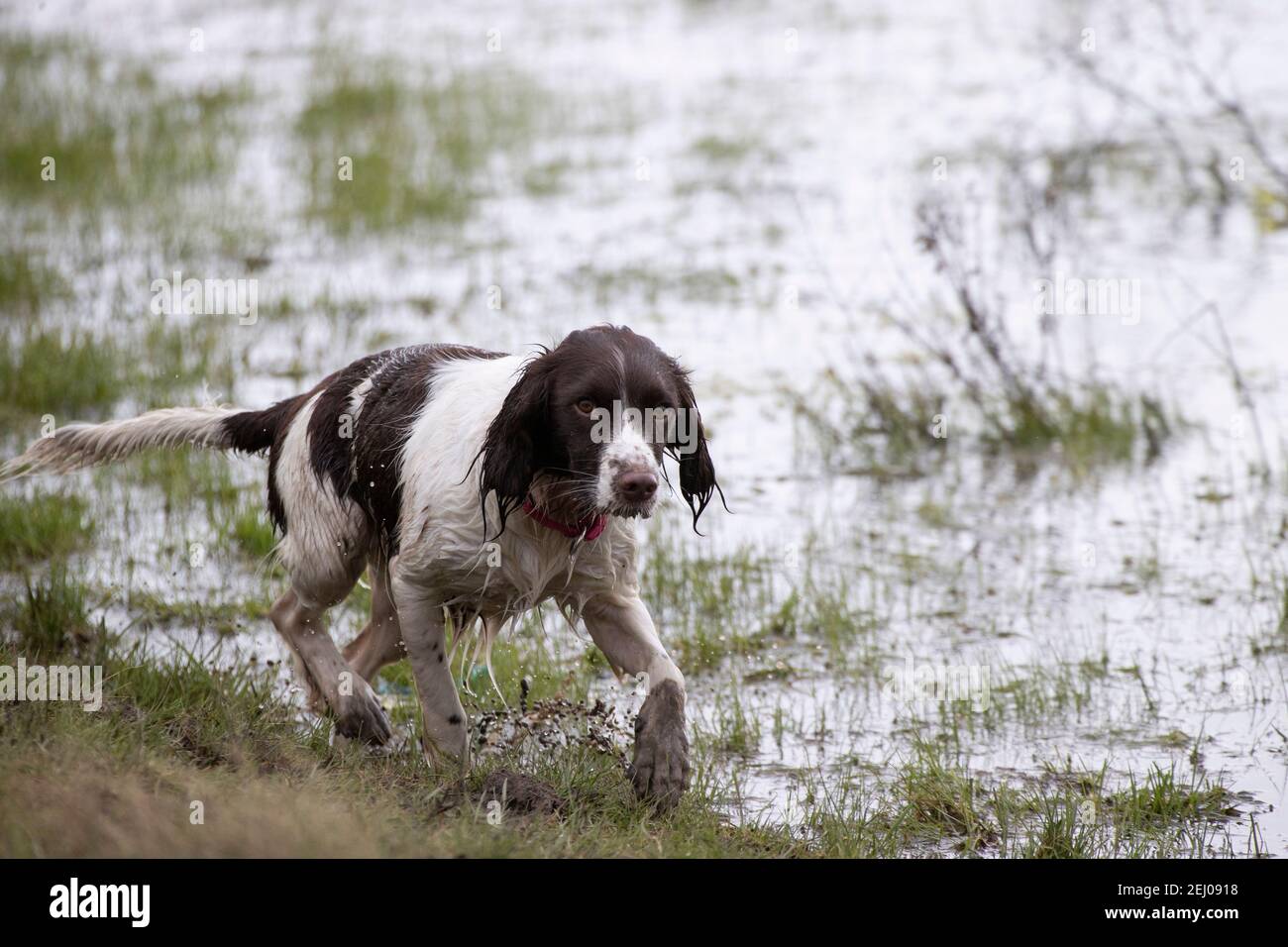 English Springer Spaniel Stock Photo - Alamy