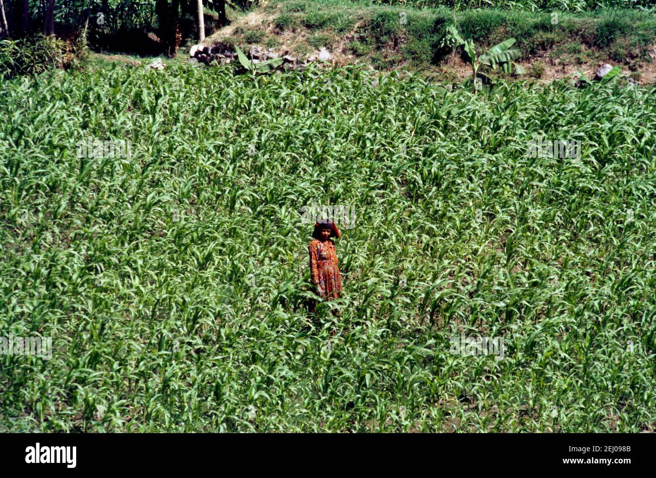 Middle eastern crops hi-res stock photography and images - Alamy